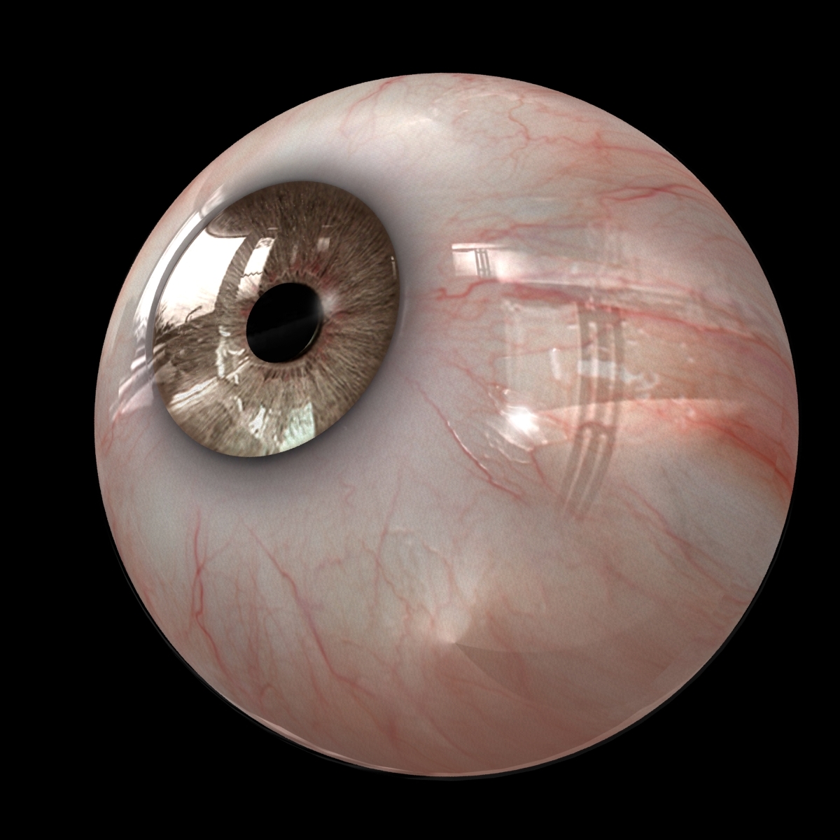 realistic eye 3d model
