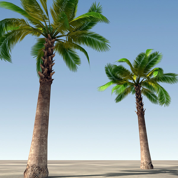 3d palm tree model