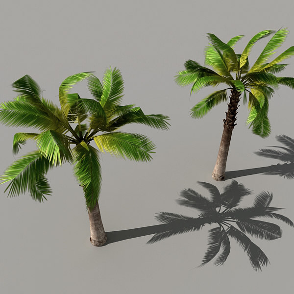 3d palm tree model