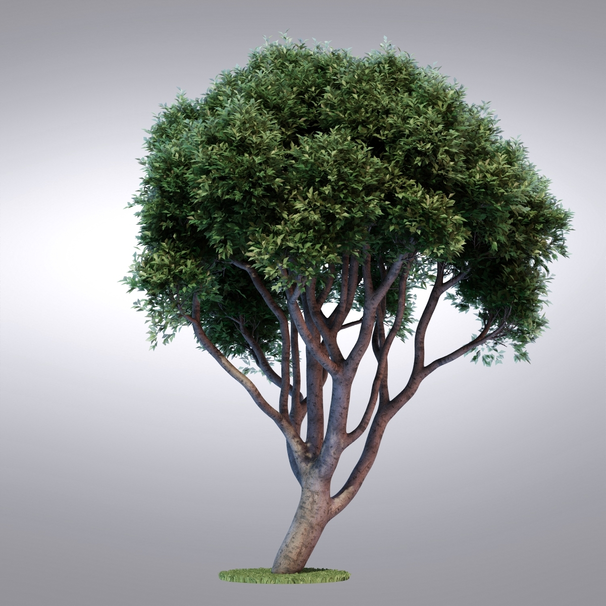 3d max hi realistic series tree