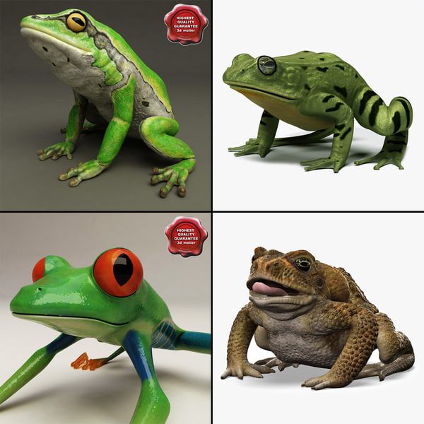 3d frog model