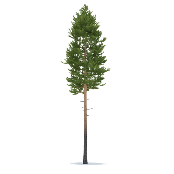 pine 3d model