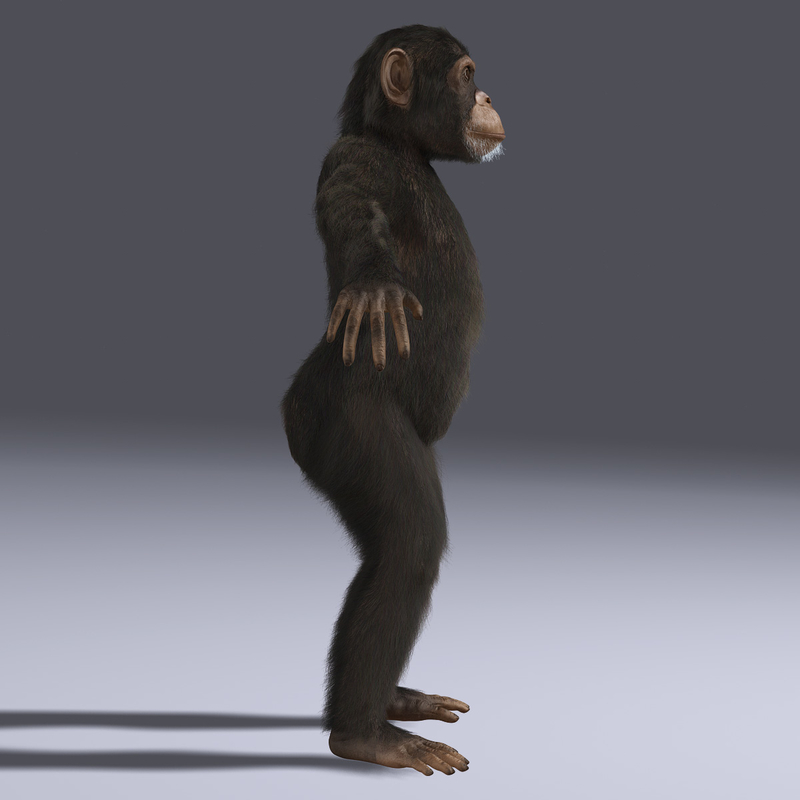 3d chimps rigged fur
