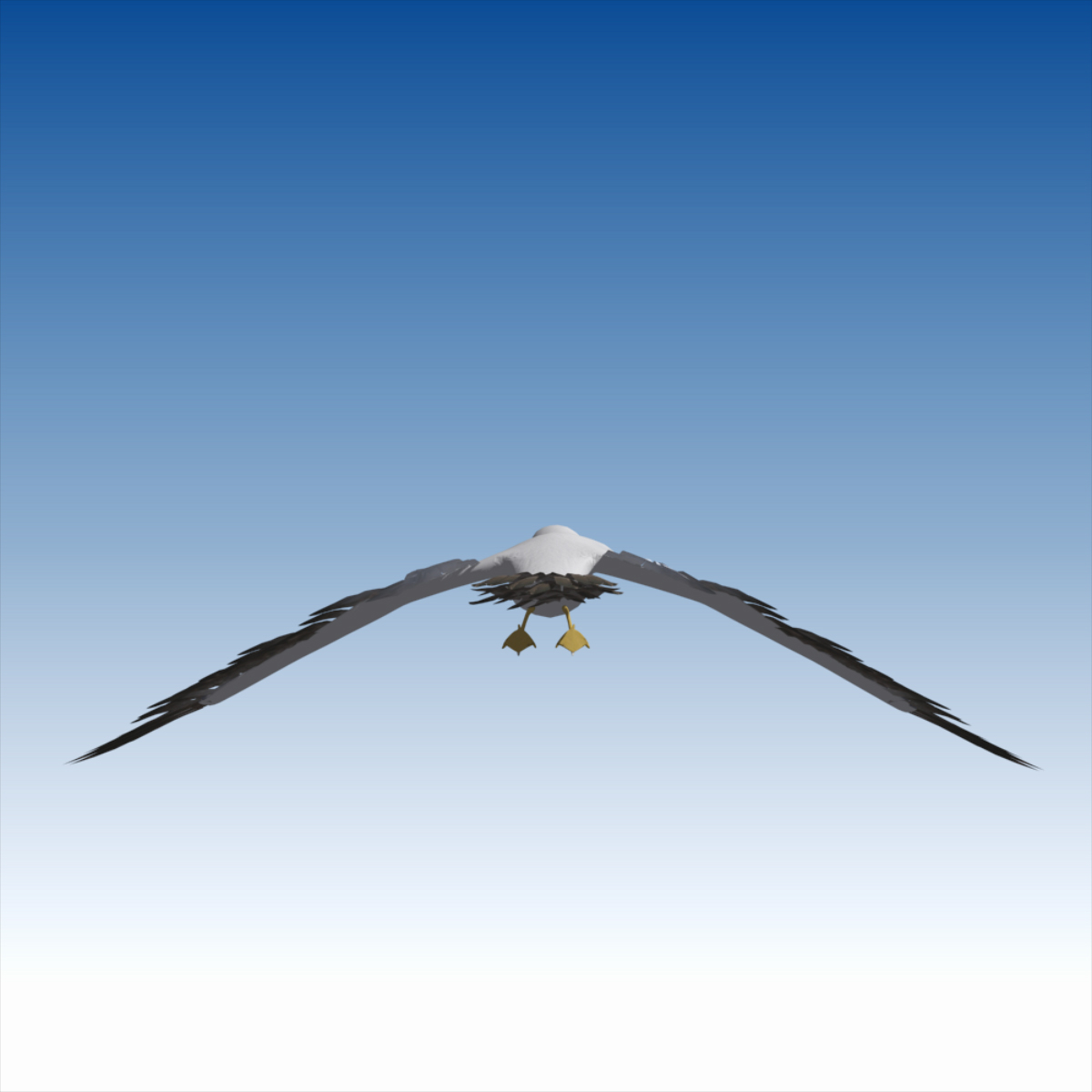 seagull animation 3d model