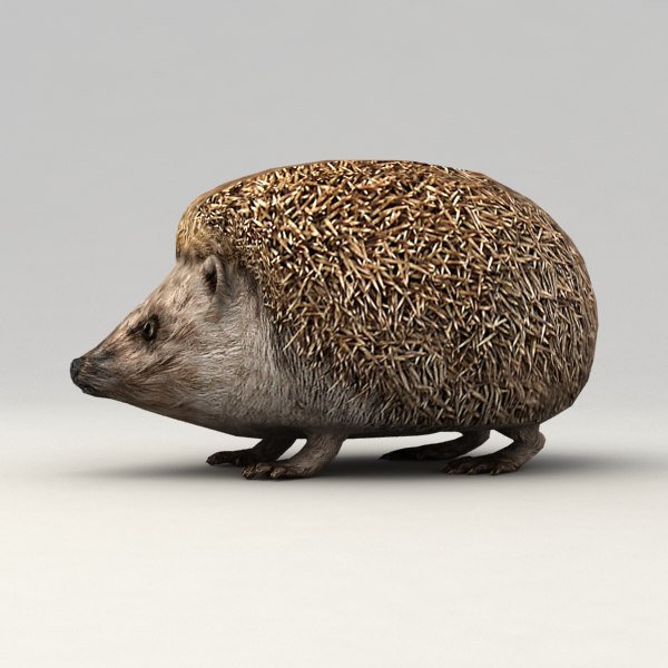 3d rigged hedgehog model