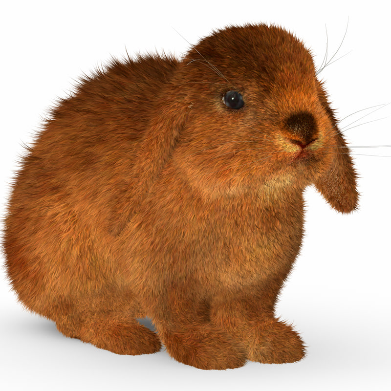 3d rabbit red fur
