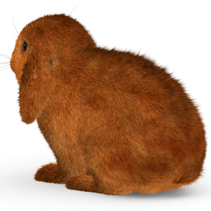 3d rabbit red fur