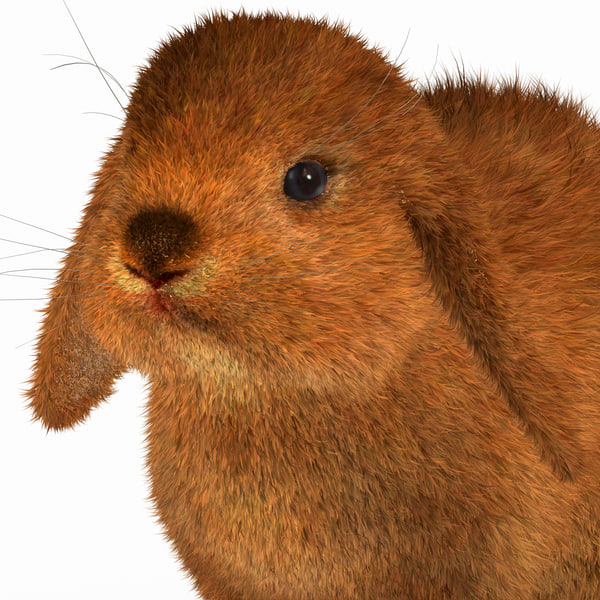 3d rabbit red fur