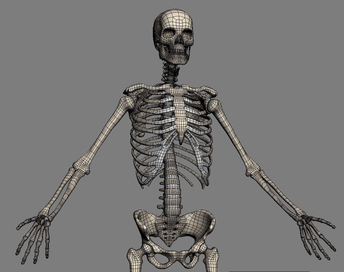 max realistic anatomy skeleton muscles