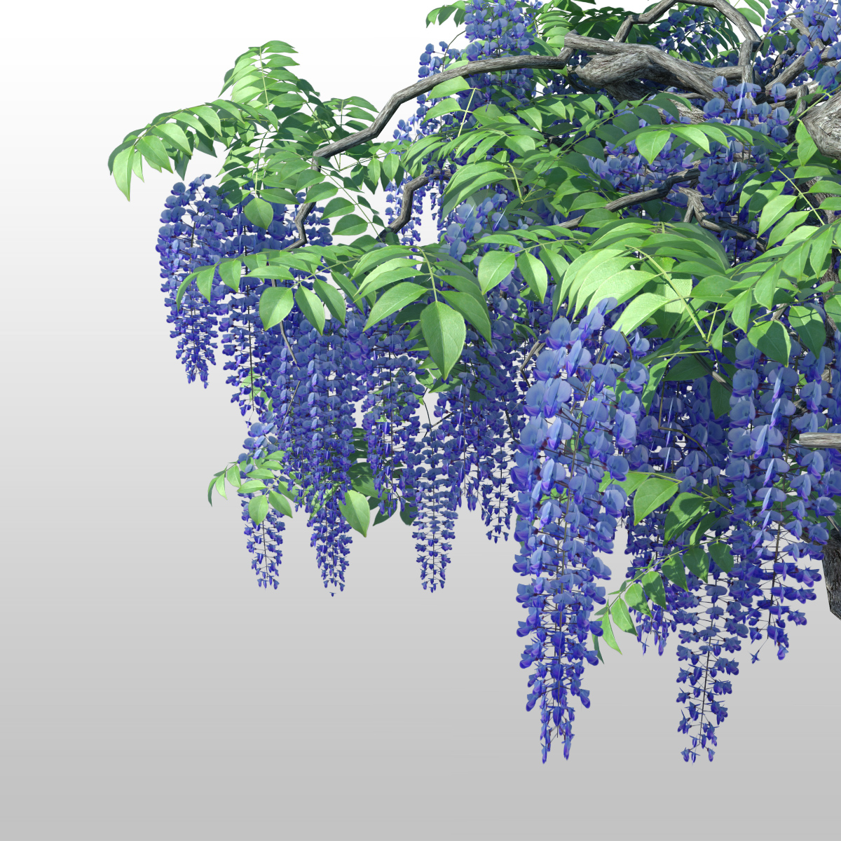wisteria wysteria plant 3d model