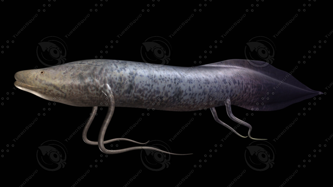 african protopterus 3d model