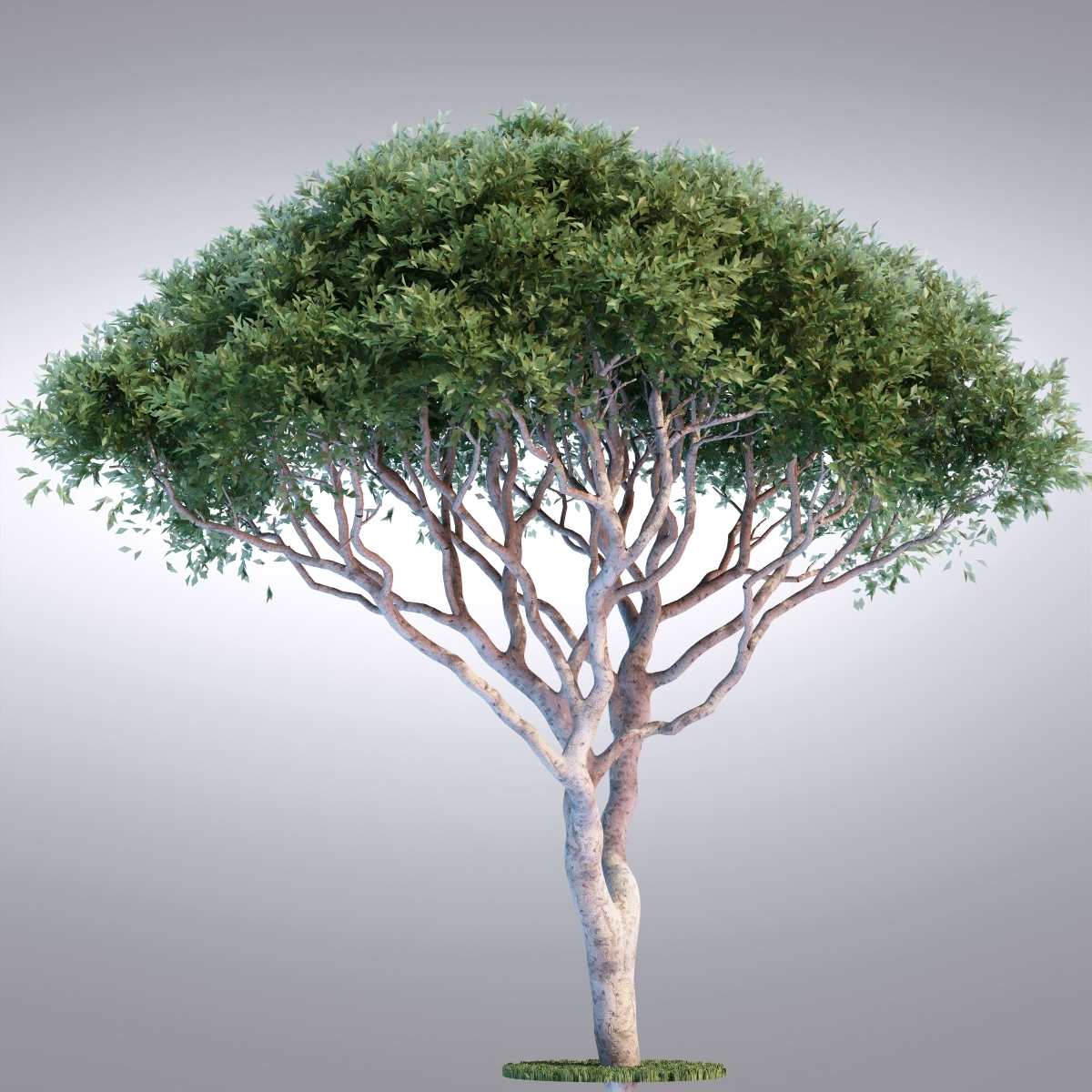 hi realistic series tree max