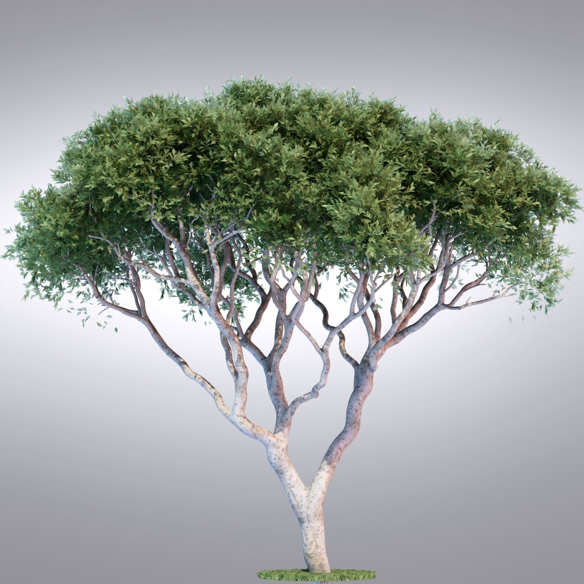 hi realistic series tree max