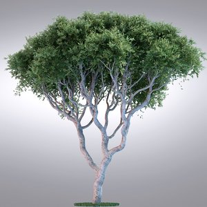 hi realistic series tree 3d model