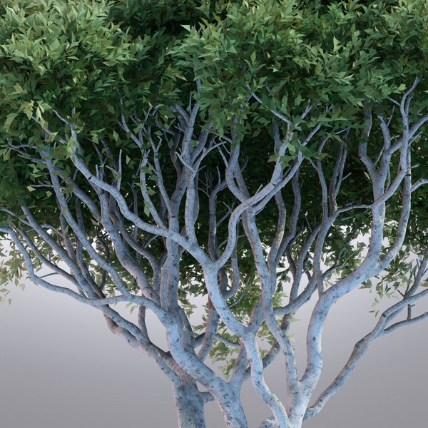 hi realistic series tree max
