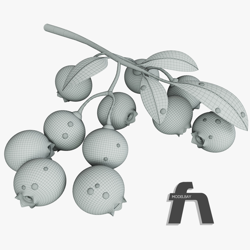 3d model blueberry fruit