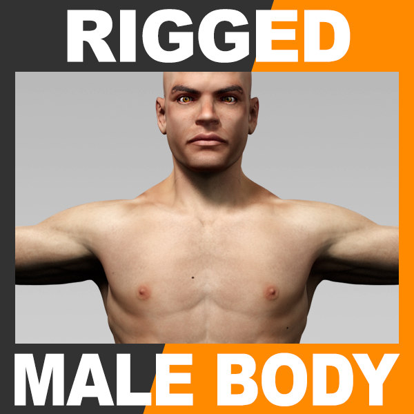 3d Human Body Parts Female Torso 3d-human-body-parts-female-torso