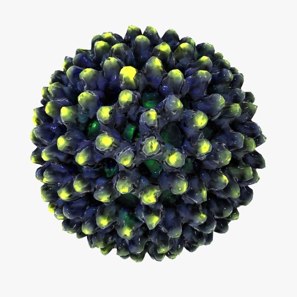 3d mumps virus model