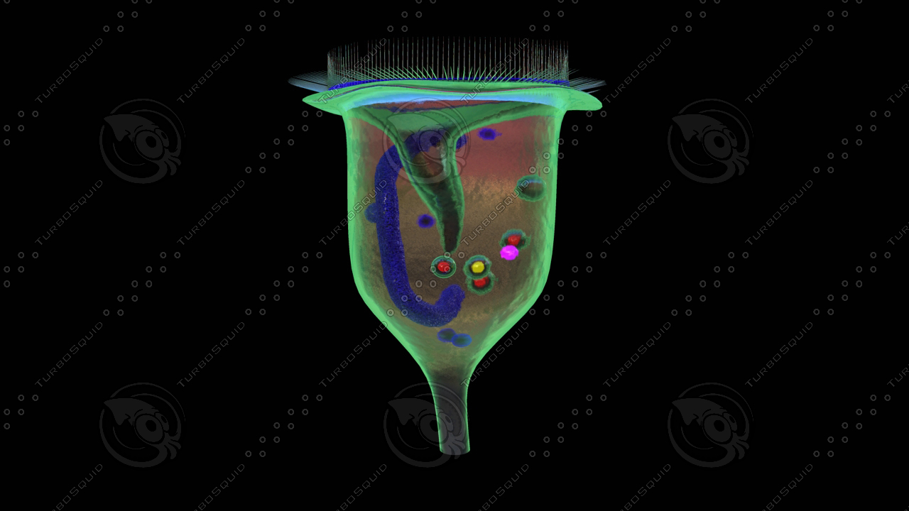 vorticella protozoa 3d obj