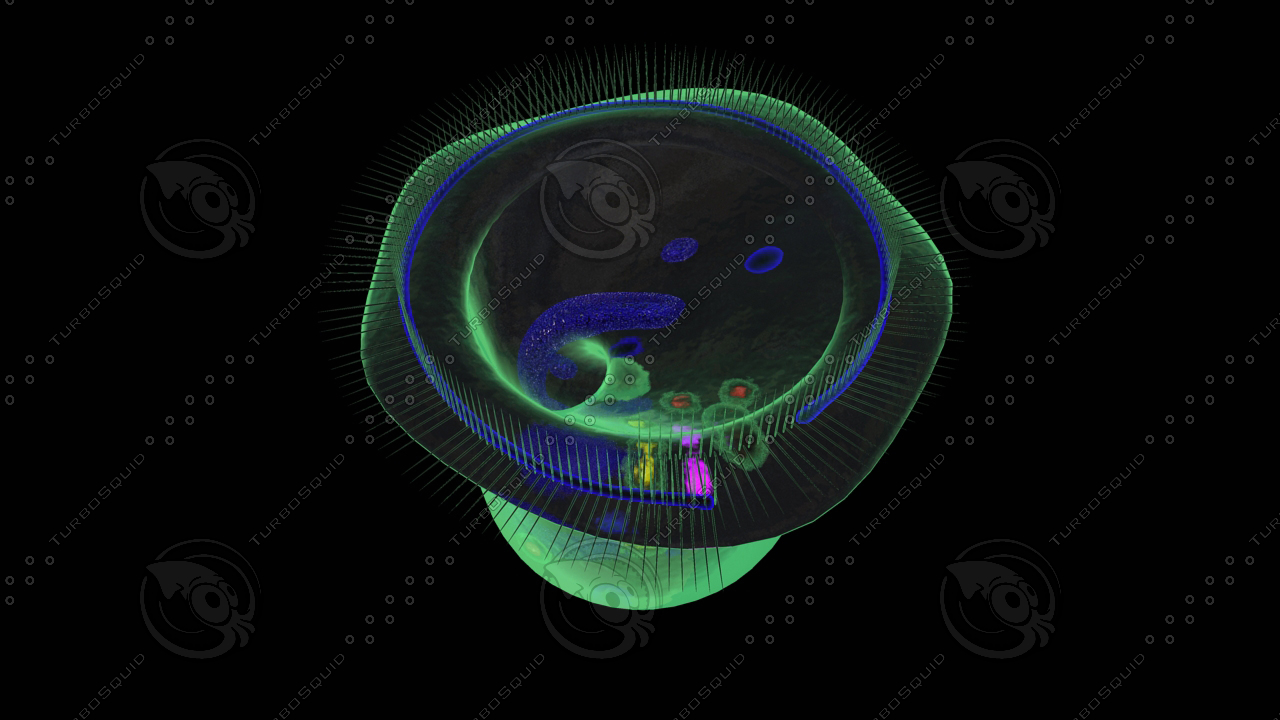 vorticella protozoa 3d obj