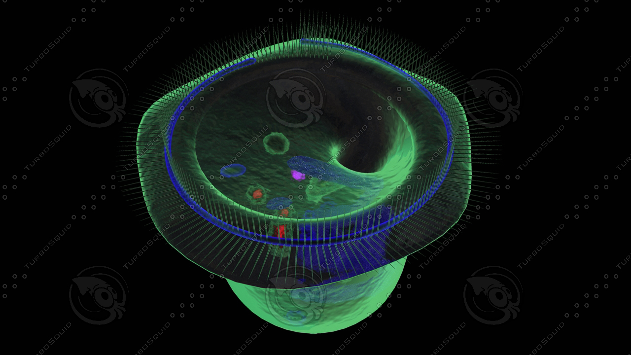 vorticella protozoa 3d obj