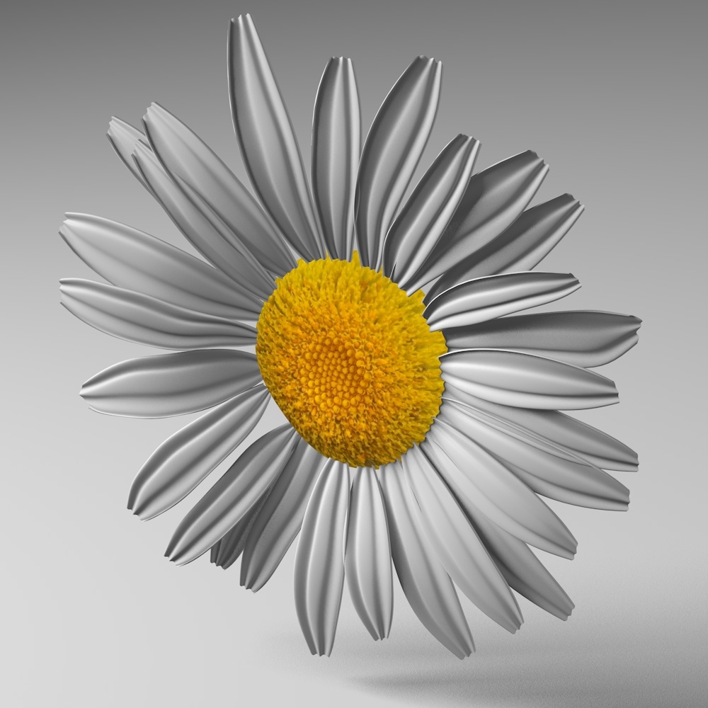 3d model daisy flower