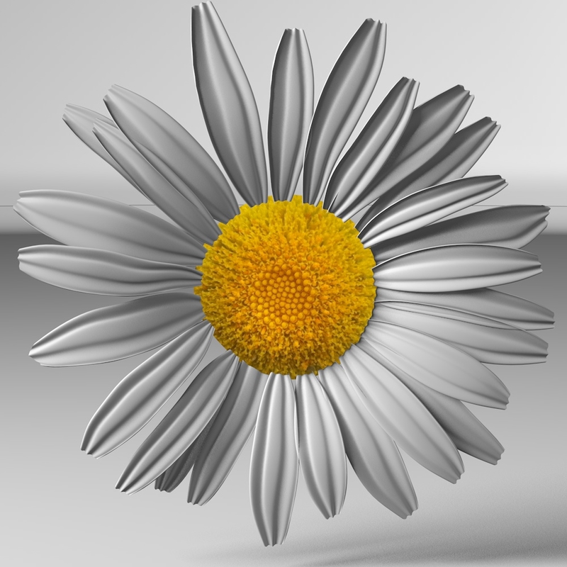3d model daisy flower