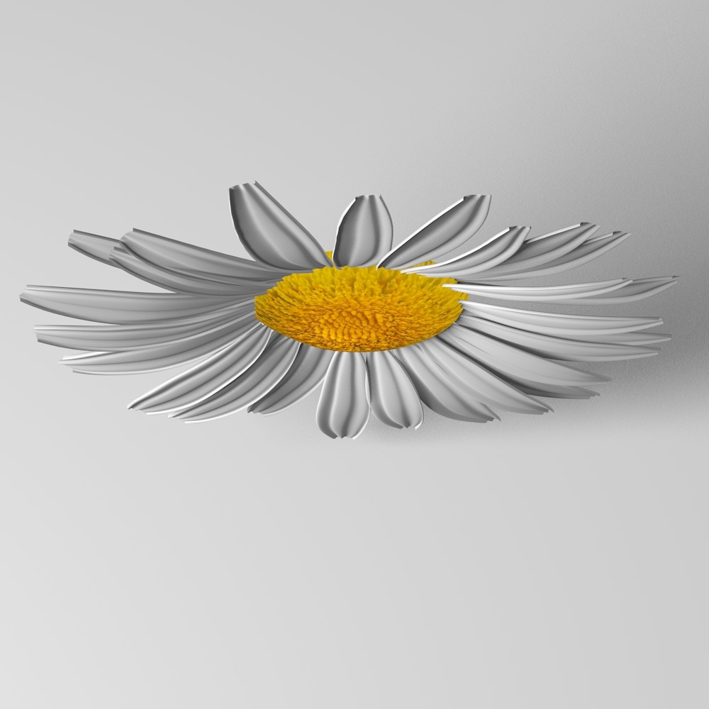 3d model daisy flower