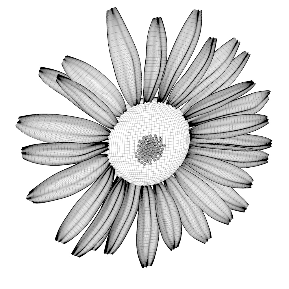 3d model daisy flower