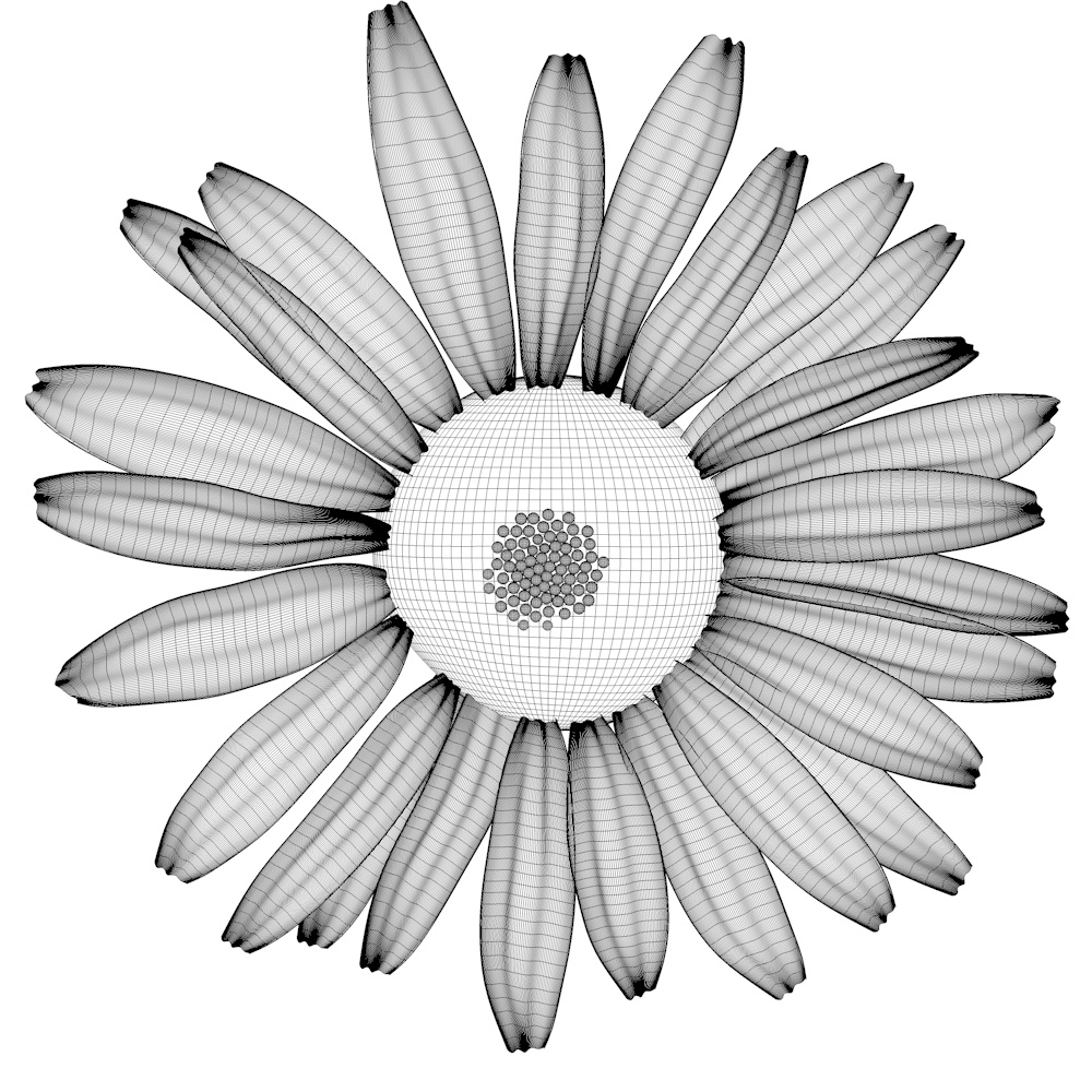 3d model daisy flower