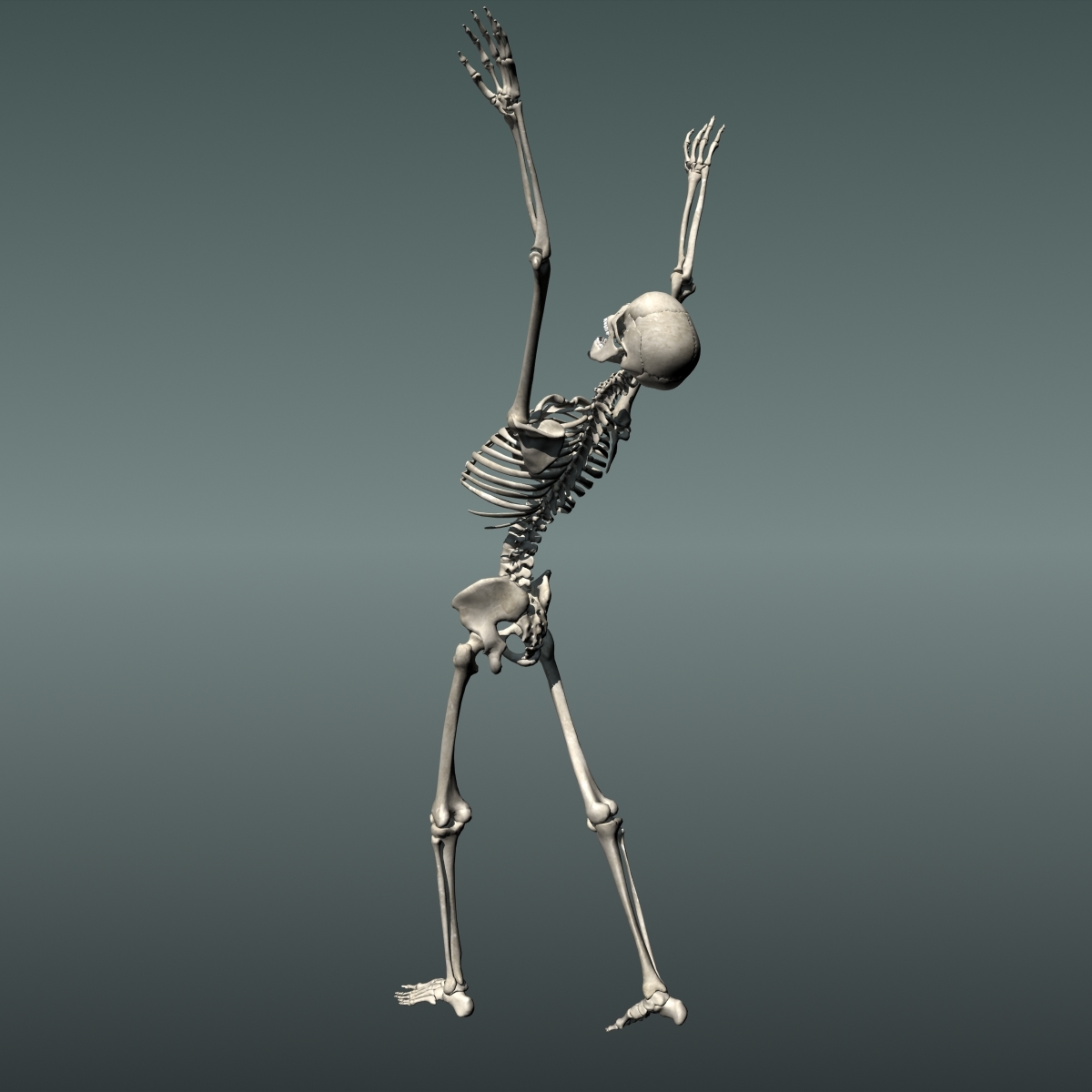 human skeleton 3d model