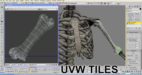 human skeleton 3d model