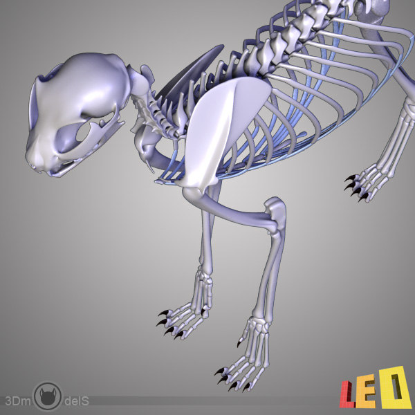 3d model cat skeleton