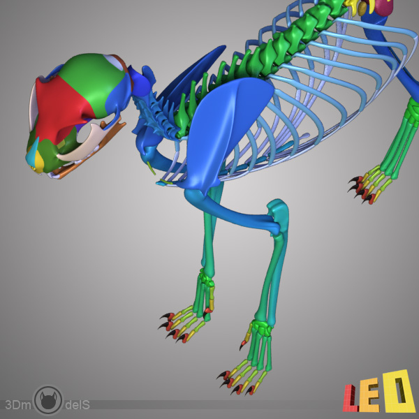 3d model cat skeleton