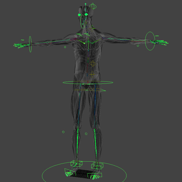 3d rigged human muscular muscles model