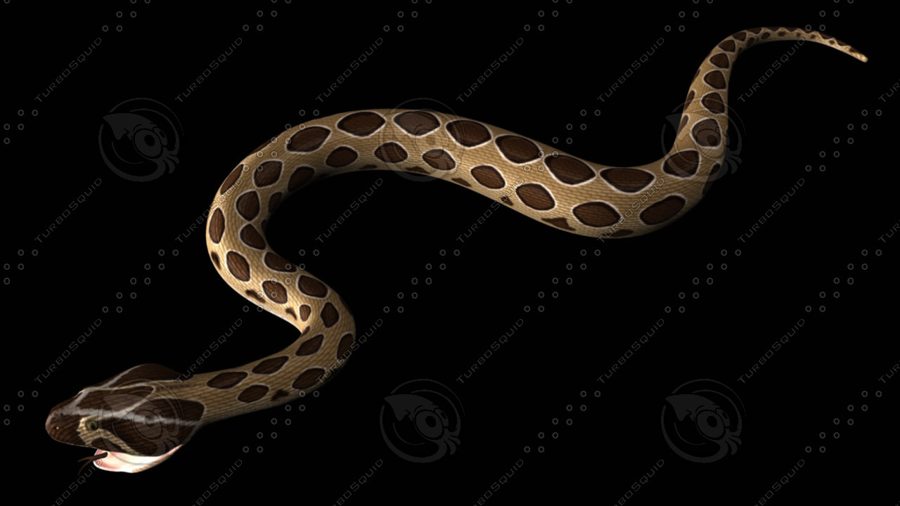 3d model russell s viper