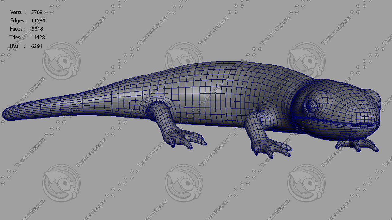 salamandra salamanders 3d obj