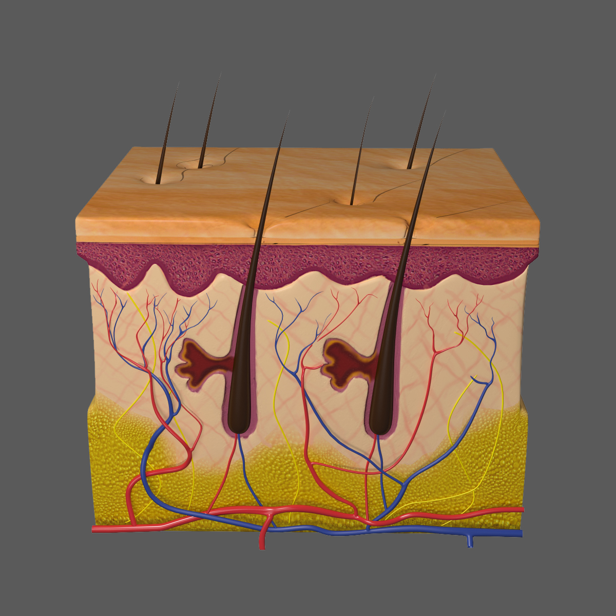 human skin anatomy 3d model