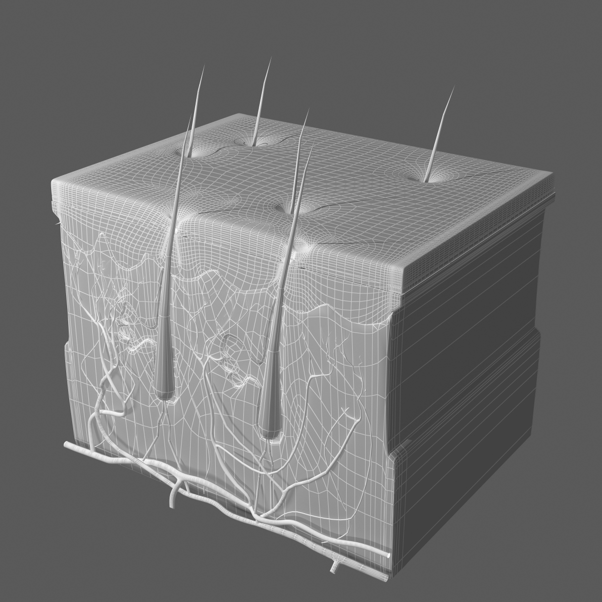 human skin anatomy 3d model