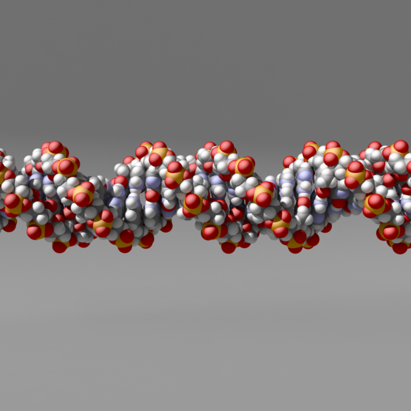 dna molecule 3d model