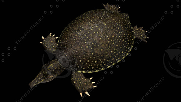 3d trionyx spiniferus model