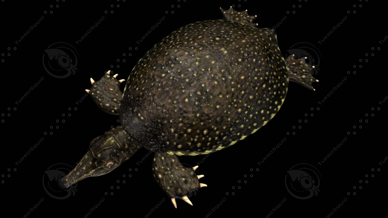 modelo 3d Trionyx spiniferus - TurboSquid 670527
