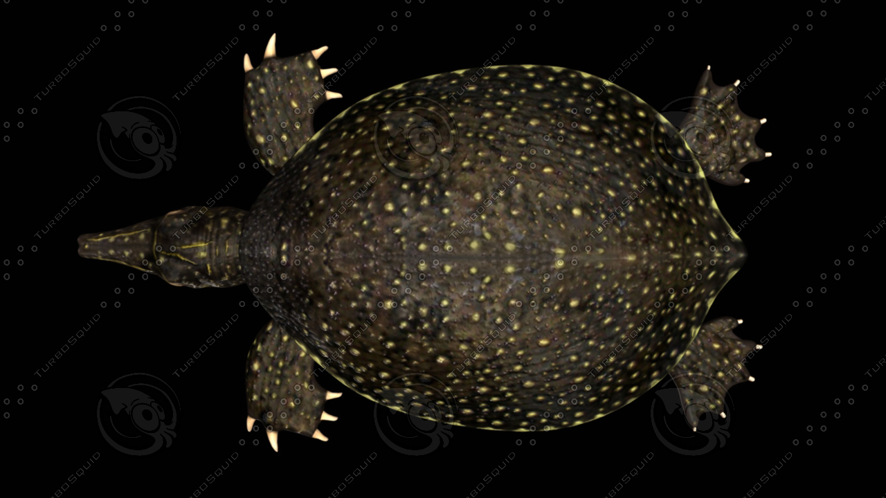 modelo 3d Trionyx spiniferus - TurboSquid 670527