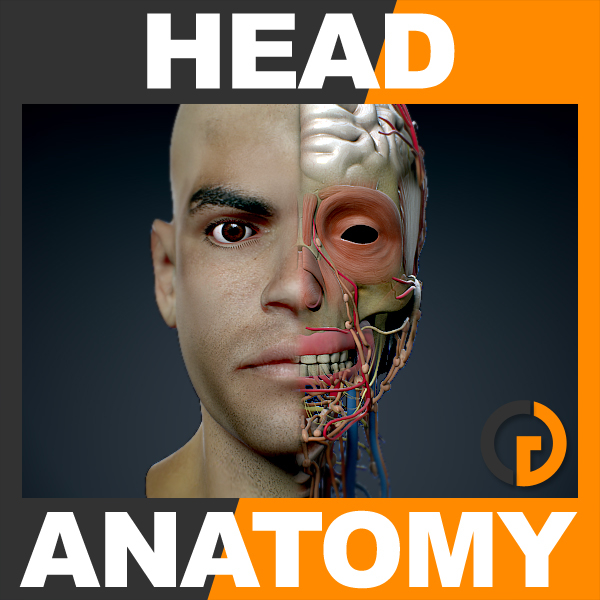 Free 3D Head Models | TurboSquid