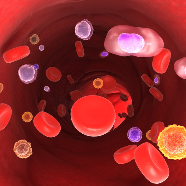 blood cells 3d max