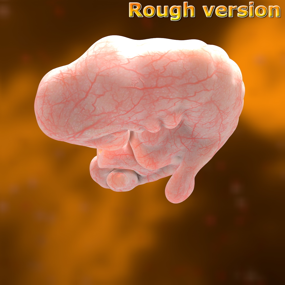 3d human embryo