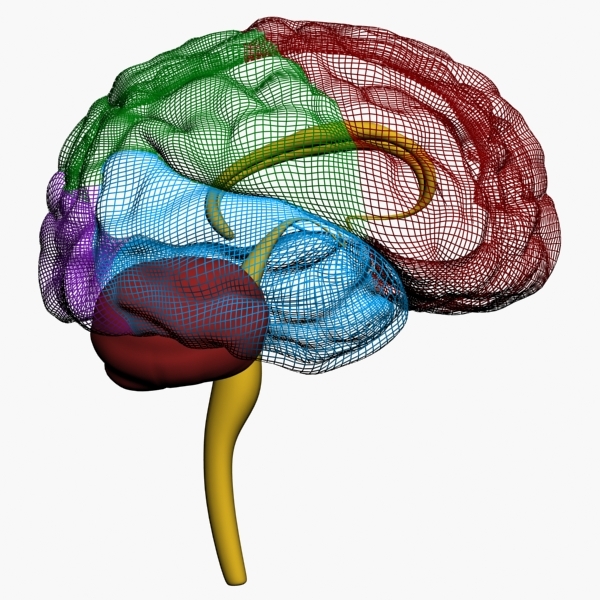 Brain 3D Models for Download | TurboSquid