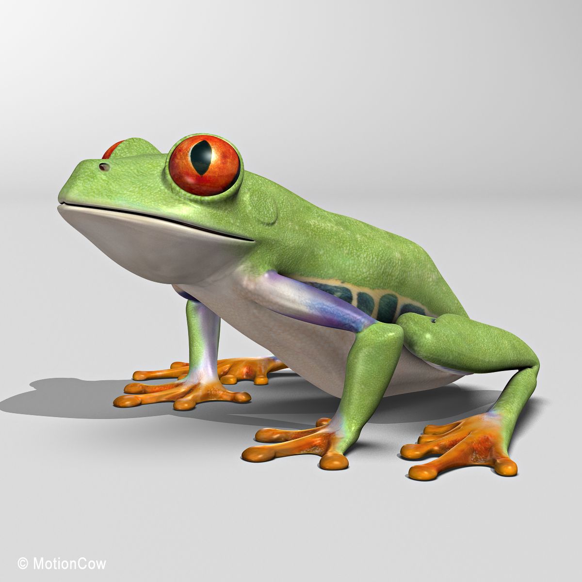 3d red-eyed tree frog model