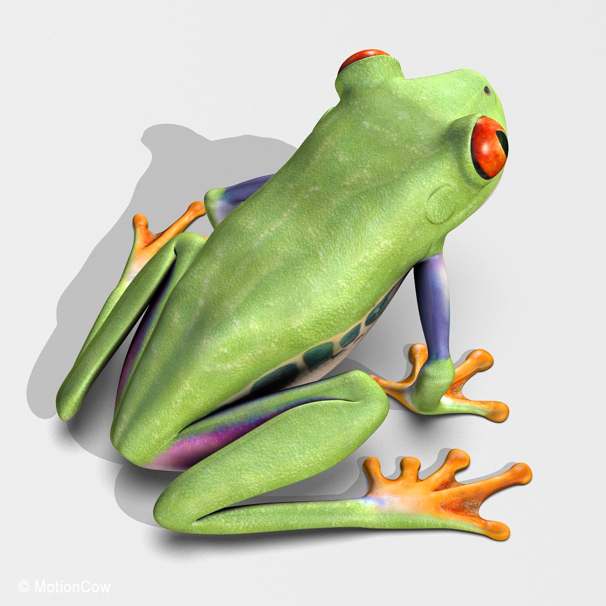 3d red-eyed tree frog model