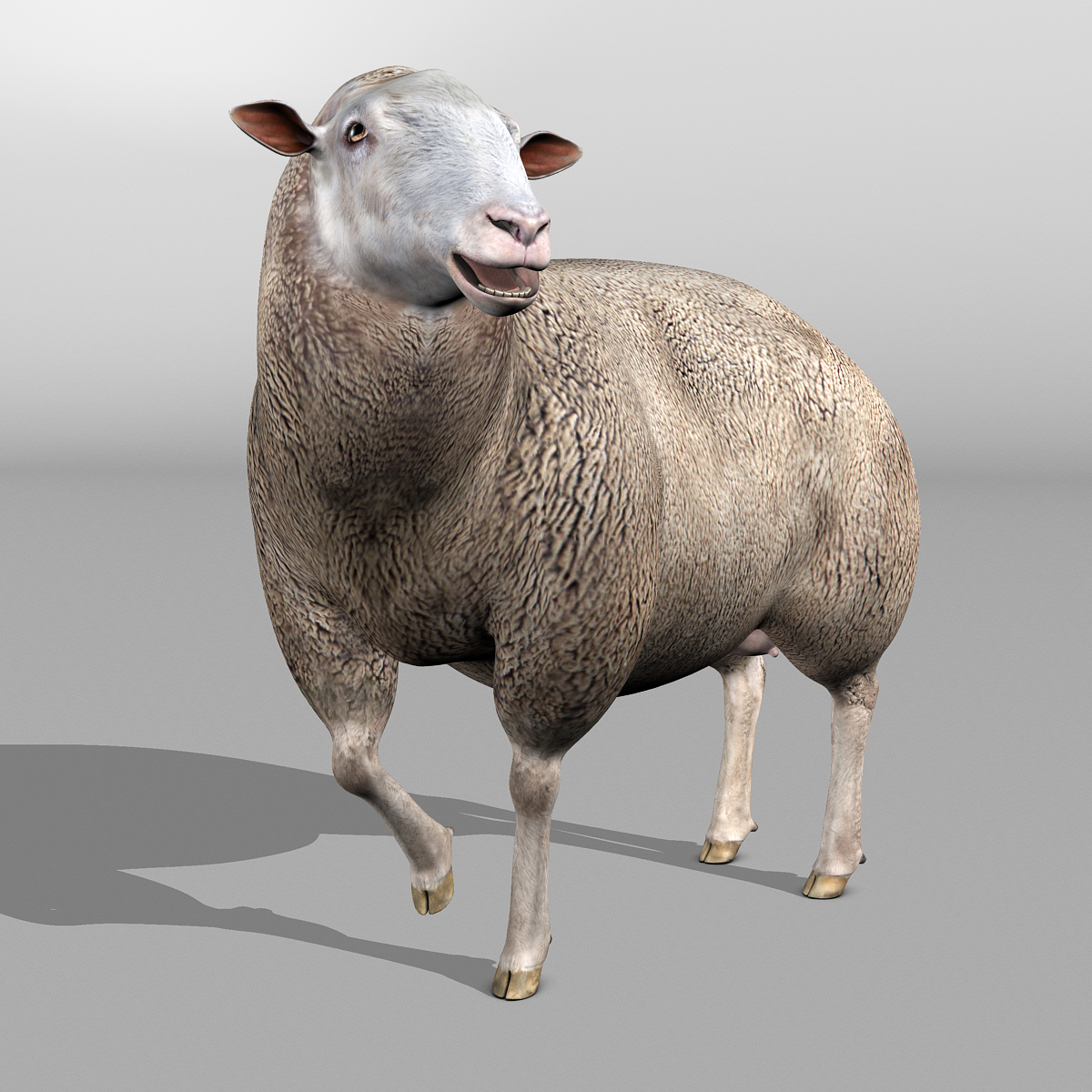 3d lamb sheep
